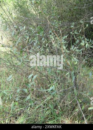 Bluebush (Diospyros lycioides) Plantae Stock Photo - Alamy