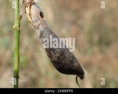 West Indian Rattlebox (Crotalaria trichotoma) Plantae Stock Photo - Alamy