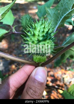 jimsonweed (Datura stramonium) Plantae Stock Photo - Alamy