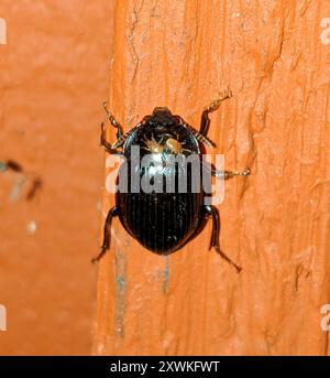 Primitive Carrion Beetles (Agyrtidae) Insecta Stock Photo - Alamy
