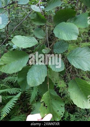 swamp alder (Alnus incana rugosa) Plantae Stock Photo - Alamy