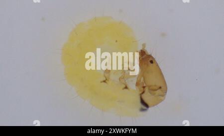 Little Black Caddisflies (Chimarra) Insecta Stock Photo - Alamy