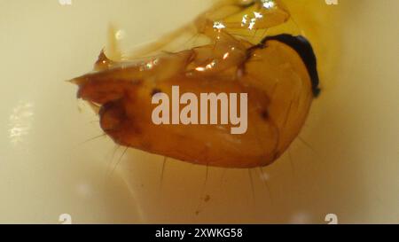 Little Black Caddisflies (Chimarra) Insecta Stock Photo - Alamy