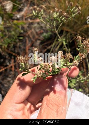 Dixie aster (Sericocarpus tortifolius) Plantae Stock Photo - Alamy