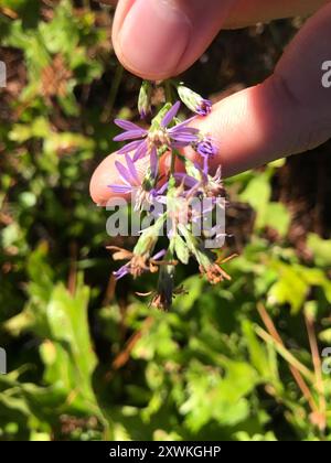 Eastern Silver Aster (Symphyotrichum concolor) Plantae Stock Photo - Alamy