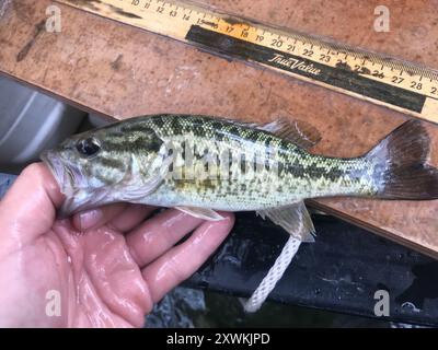 Guadalupe Bass (Micropterus treculii) Actinopterygii Stock Photo - Alamy