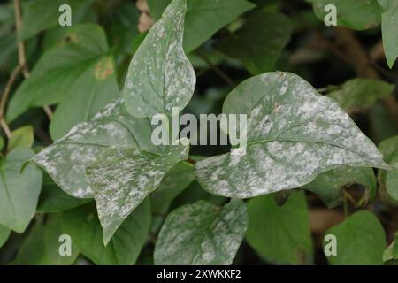 Lilac Powdery Mildew (Erysiphe syringae) Fungi Stock Photo - Alamy