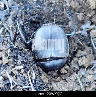 True Dung Beetles (Scarabaeus) Insecta Stock Photo - Alamy