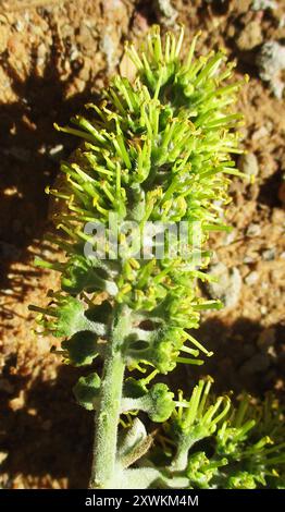 Largefruit Bushwillow (Combretum zeyheri) Plantae Stock Photo - Alamy