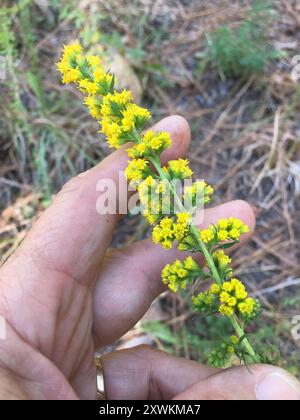 slender goldenrod (Solidago erecta) Plantae Stock Photo - Alamy
