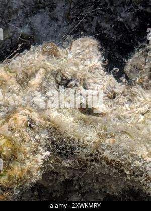 Gobies and allies (Gobioidei) Actinopterygii Stock Photo - Alamy