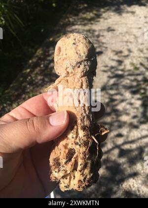 Amanita Mold (Hypomyces hyalinus) Fungi Stock Photo - Alamy