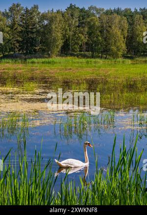 Swan at Stawy Bliżniacze (Twin Ponds), Milicz Ponds Nature Reserve ...