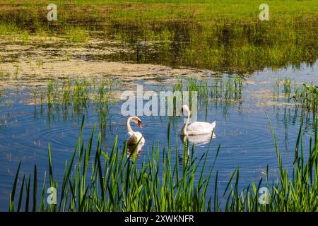 Swans at Stawy Bliżniacze (Twin Ponds), Milicz Ponds Nature Reserve ...