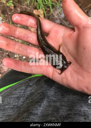 Margined Madtom (Noturus insignis), Actinopterygii, Bucks County, PA ...