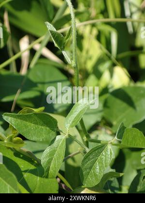 Wild Cowpea (Vigna luteola) Plantae Stock Photo - Alamy