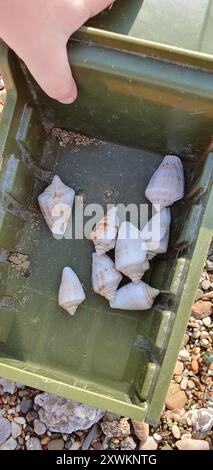 Persian Conch (Conomurex persicus) Mollusca Stock Photo - Alamy