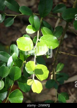 Cockspur Thorn (Maclura cochinchinensis) Plantae Stock Photo - Alamy