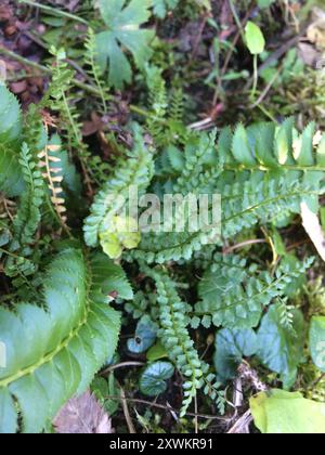 green spleenwort (Asplenium viride) Plantae Stock Photo - Alamy