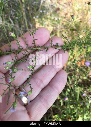 Small White Aster (Symphyotrichum racemosum) Plantae Stock Photo - Alamy