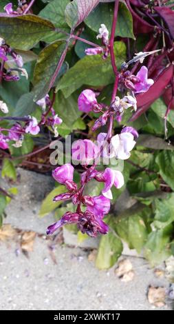 Hyacinth bean (Lablab purpureus) Plantae Stock Photo - Alamy