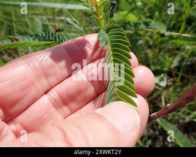 Trailing dwarf cassia (Chamaecrista comosa) Plantae Stock Photo - Alamy
