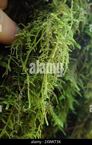 crispleaf roughmoss (Claopodium crispifolium) Plantae Stock Photo - Alamy