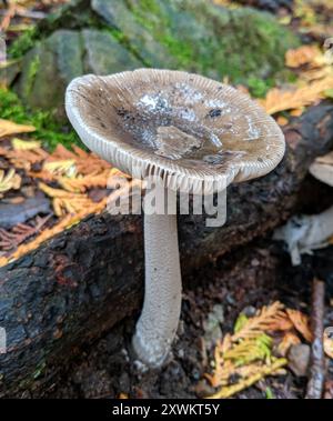 Western Grisette (Amanita pachycolea) Fungi Stock Photo - Alamy