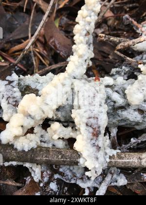 Dog Sick Slime Mould (Didymium spongiosum) Protozoa Stock Photo - Alamy