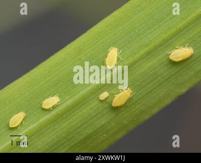 Yellow Sugarcane Aphid (Sipha flava) Insecta Stock Photo - Alamy