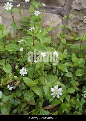 Water Chickweed (Stellaria aquatica) Plantae Stock Photo - Alamy
