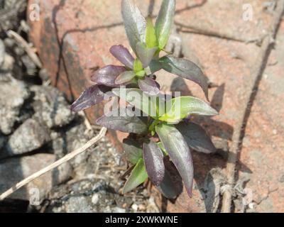 Green Chiretta (Andrographis paniculata) Plantae Stock Photo - Alamy