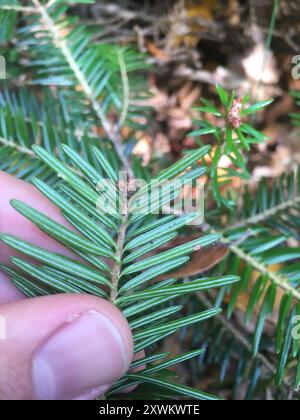 silver fir (Abies alba) Plantae Stock Photo - Alamy