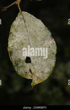 (Erysiphe capreae) Fungi Stock Photo - Alamy