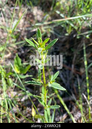 yellow meadowbeauty (Rhexia lutea) Plantae Stock Photo - Alamy