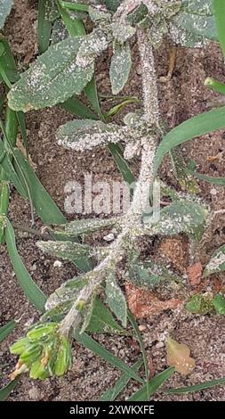 Capeworts (Phyllopodium) Plantae Stock Photo - Alamy