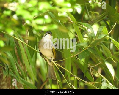 Styan's Bulbul (Pycnonotus taivanus) Aves Stock Photo - Alamy