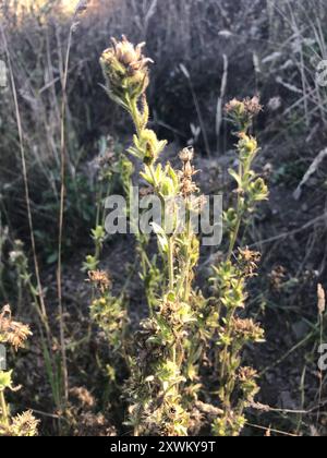 coast tarweed (Madia sativa) Plantae Stock Photo - Alamy