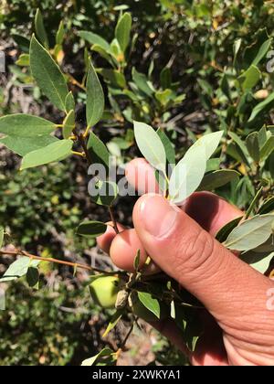 huckleberry oak (Quercus vacciniifolia) Plantae Stock Photo - Alamy
