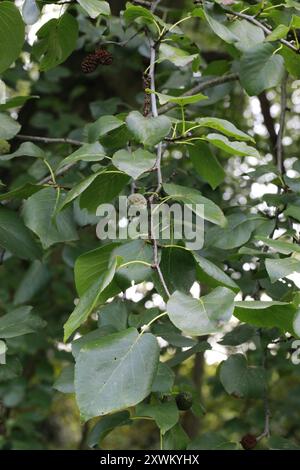 Italian alder (Alnus cordata) Plantae Stock Photo - Alamy