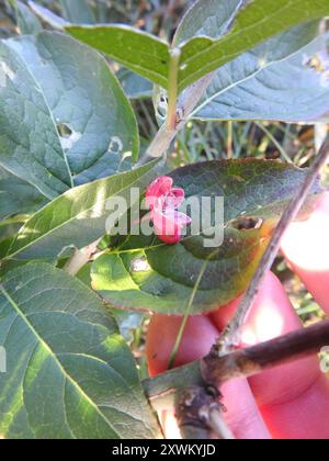 spindles (Euonymus) Plantae Stock Photo - Alamy