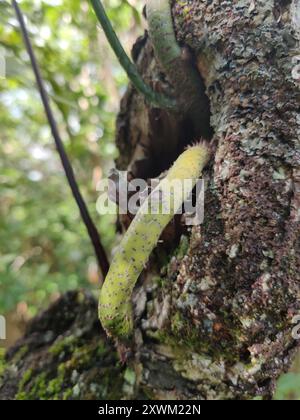 Musk Fern (Microsorum grossum) Plantae Stock Photo - Alamy