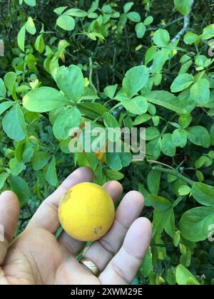 trifoliate orange (Citrus trifoliata) Plantae Stock Photo - Alamy