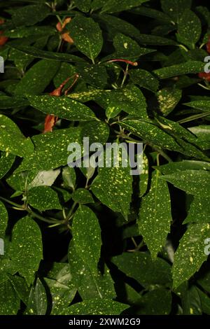 Japanese aucuba (Aucuba japonica) Plantae Stock Photo - Alamy