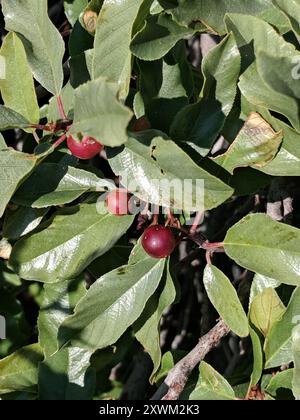 buckthorn family (Rhamnaceae) Plantae Stock Photo - Alamy