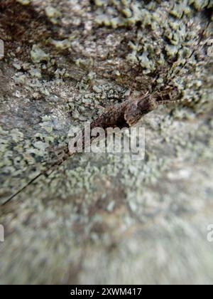 Leaf Litter Bristle-tails (Machilis) Insecta Stock Photo - Alamy
