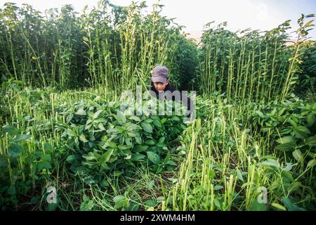 Palestinian picks the fruits of the Molokhia plant in the town of ...