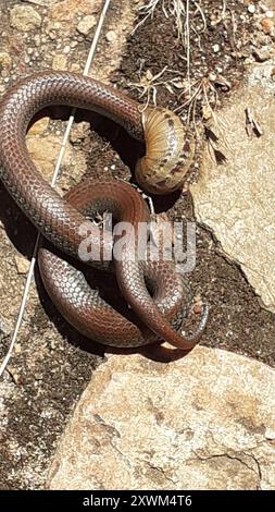 Common Slug-eater (Duberria lutrix) Reptilia Stock Photo - Alamy