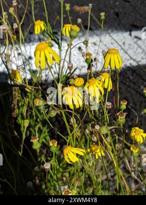 Madagascar Ragwort (Senecio madagascariensis), Plantae, 30000 ...