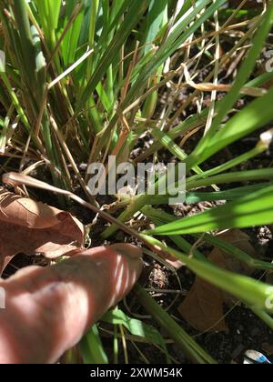 knotroot bristlegrass (Setaria parviflora) Plantae Stock Photo - Alamy